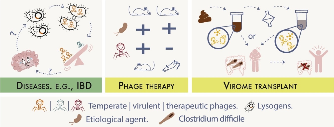 Phages to shape the gut microbiota - Targeting Phage Therapy Congress