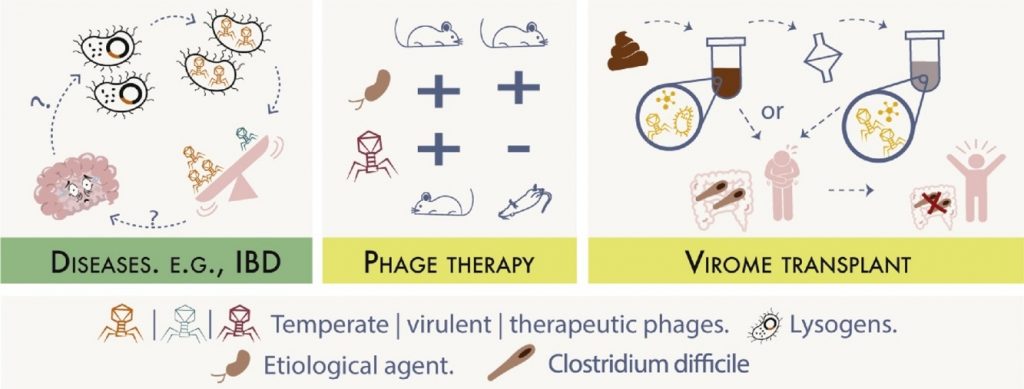 Phages to shape the gut microbiota? - Targeting Phage Therapy Congress