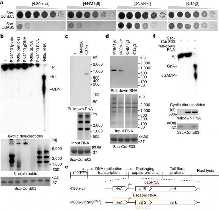 How Bacteria Spot Viral Invasion and Ramp Up Immune Defenses ...