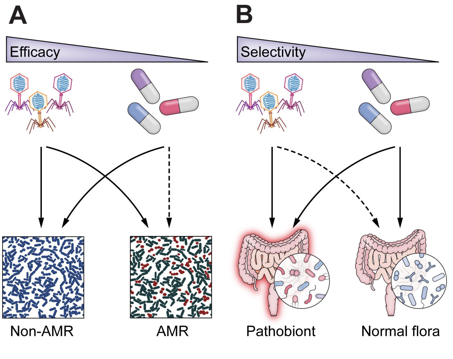 Phage Therapy Targets Gut Microbiota for Liver Disease Treatment ...